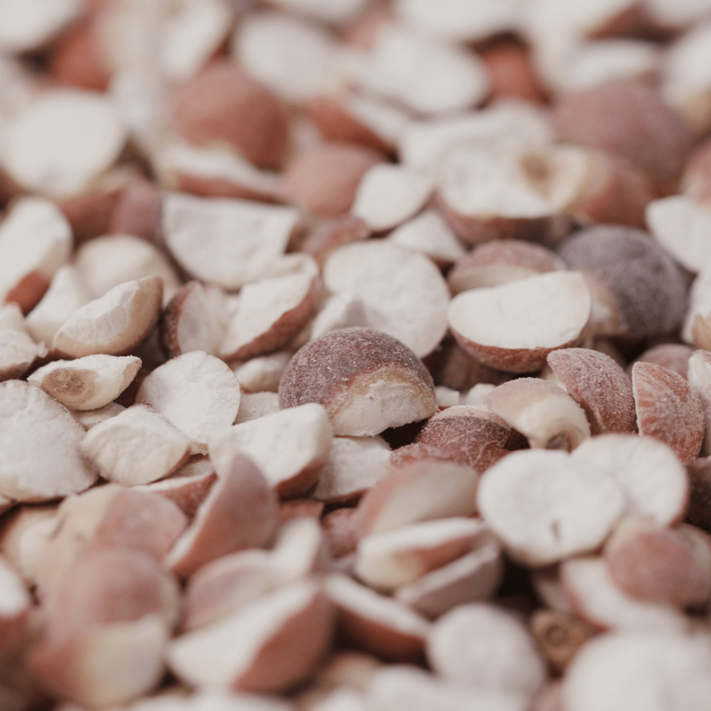 Dried Euryale Seeds (Qian Shi) | 100g | Vita Herbal Nutrition